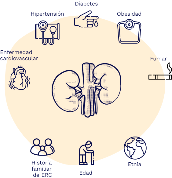 ¿Cómo inicia la Enfermedad Renal Crónica (ERC)? - Conectados